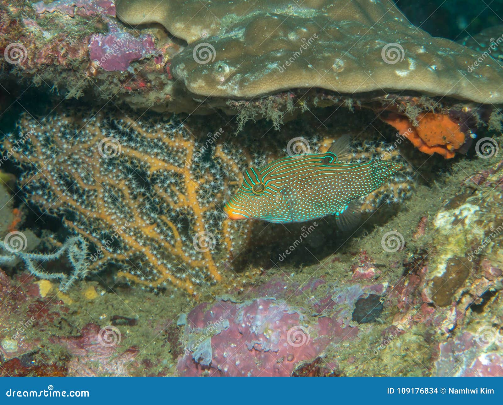 A fish in a hole stock photo. Image of fish, scuba, blowfish - 109176834