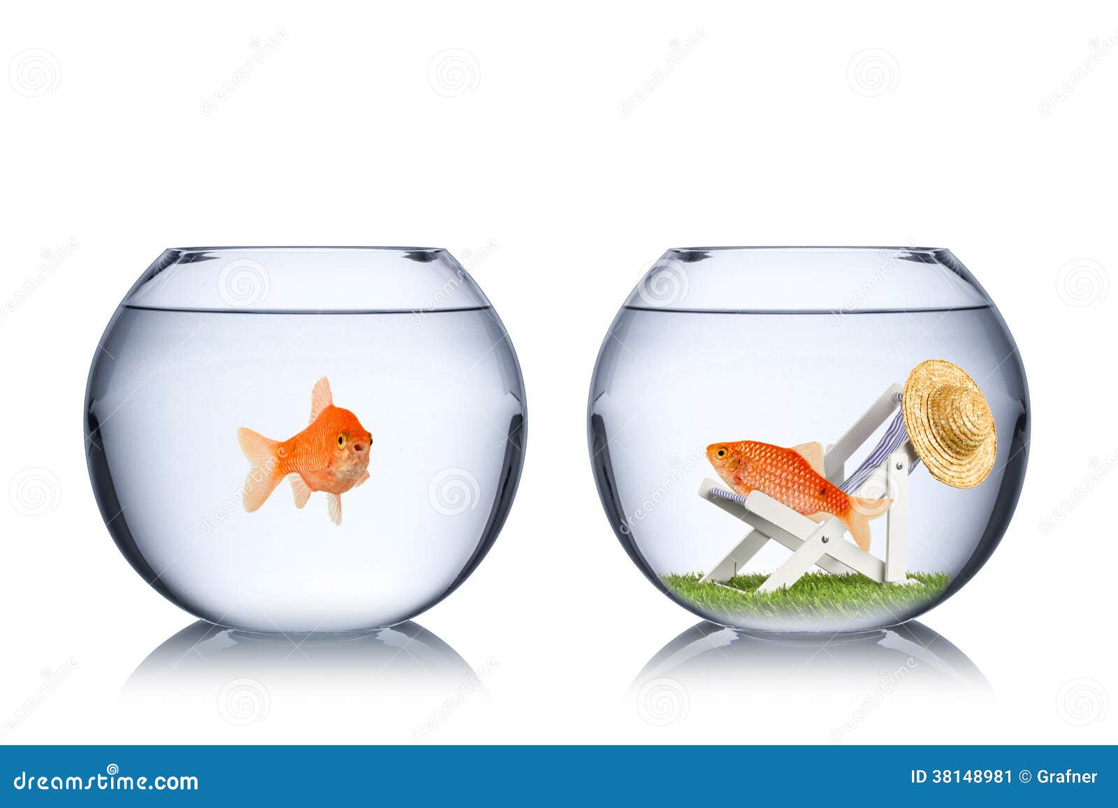 Fish holiday concept stock image. Image of fishbowl, astounding - 38148981