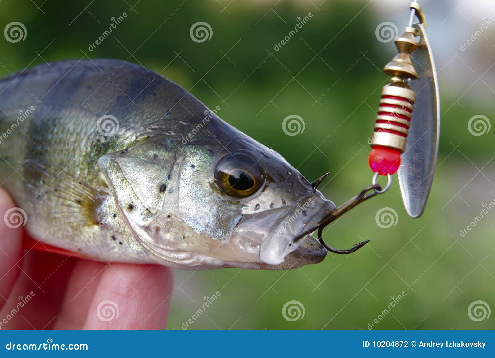 Fish on a hook stock photo. Image of nature, fishing - 10204872