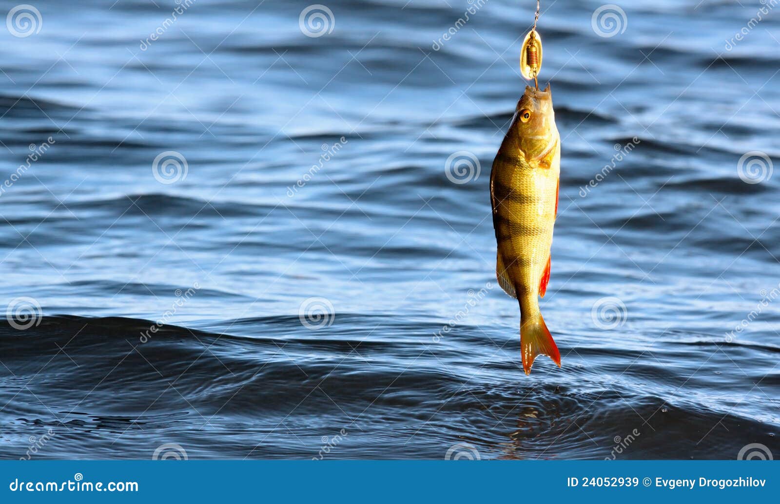 Fish on hook stock image. Image of north, biting, water - 24052939