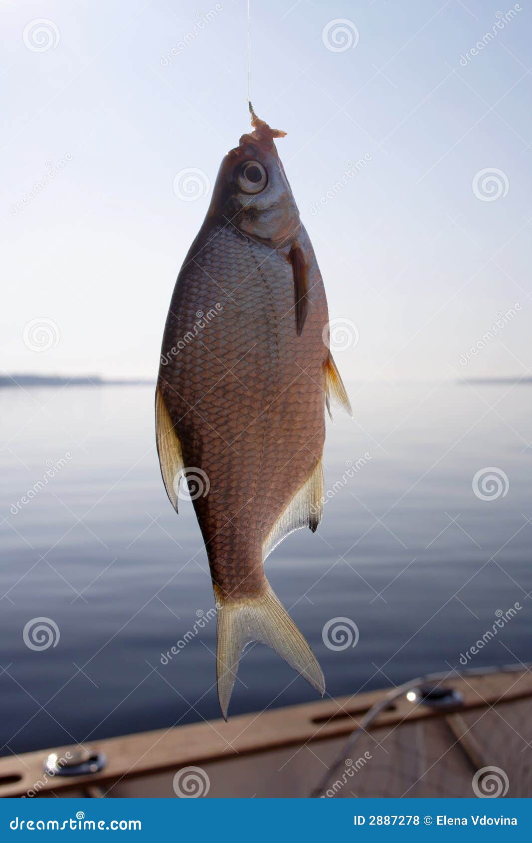 Fish on a hook stock photo. Image of small, fishing, sports - 2887278