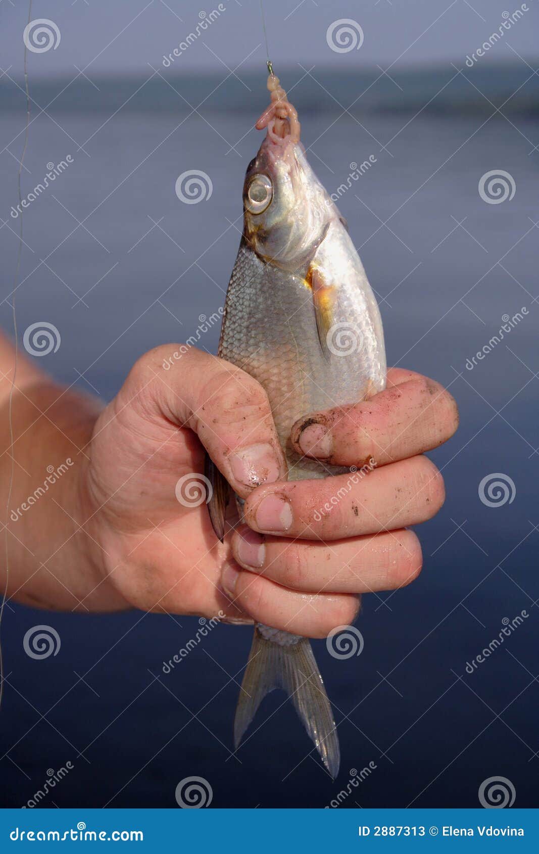 Fish on a hook stock image. Image of recreational, leisure - 2887313