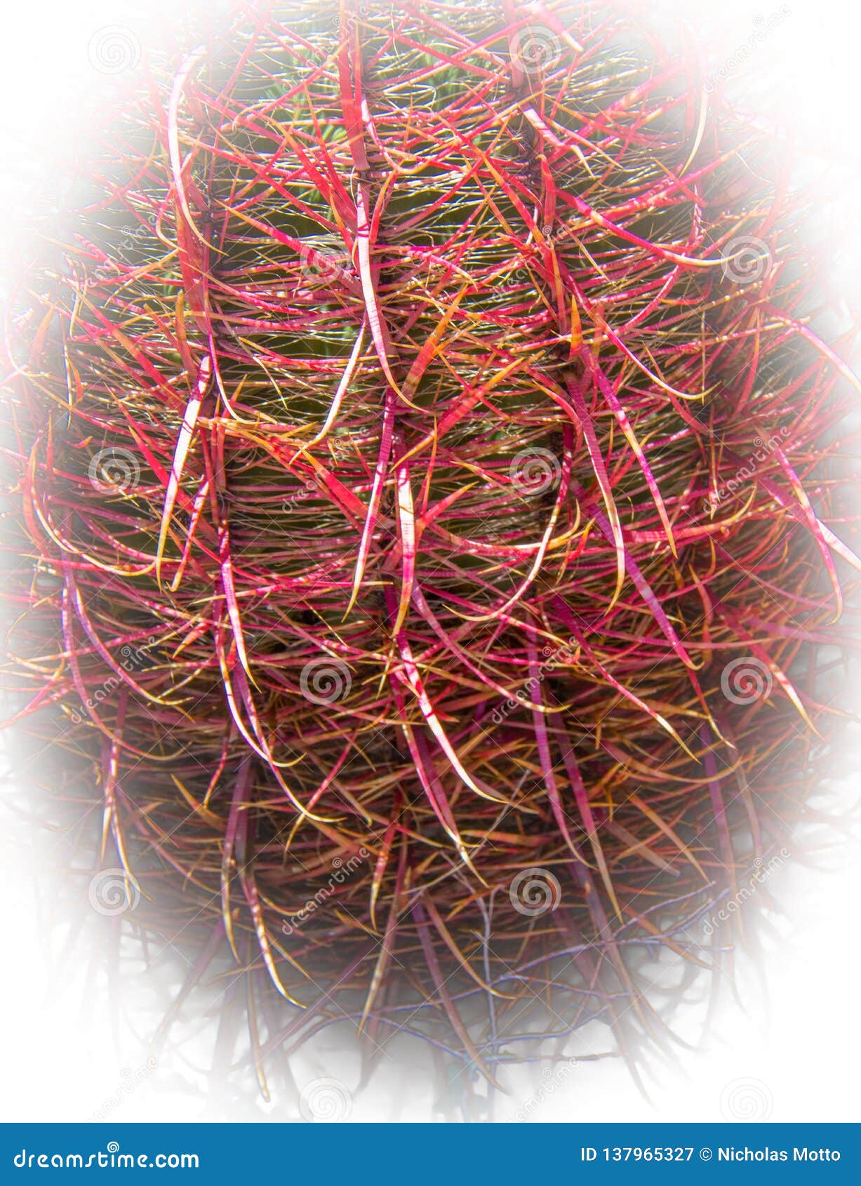 Fish Hook Barrel Cactus stock image. Image of light - 137965327