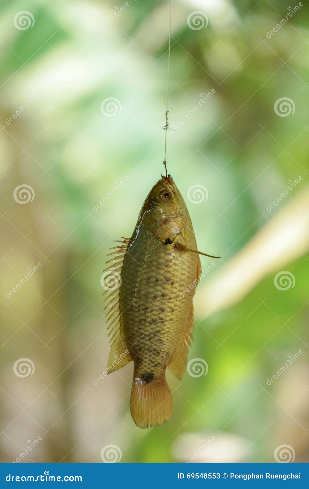 Fish on a hook stock image. Image of leisure, fish, pursuit - 69548553