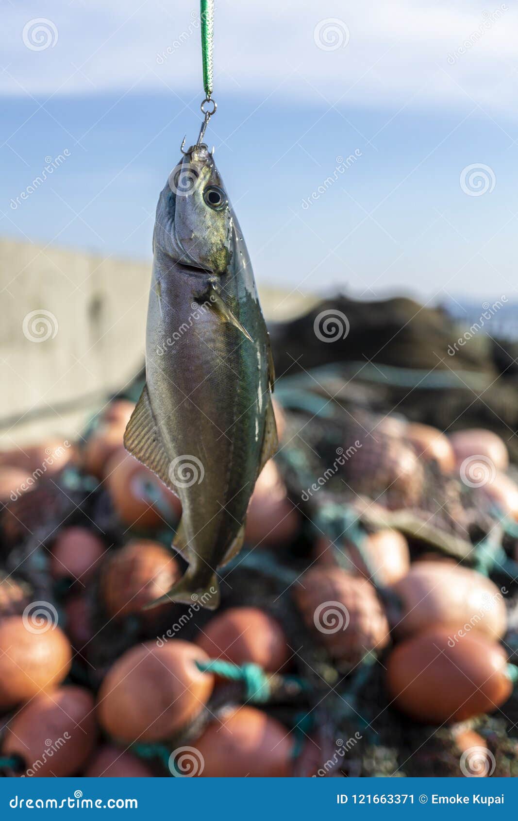 Fish on Hook stock image. Image of arctic, fishing, fresh - 121663371