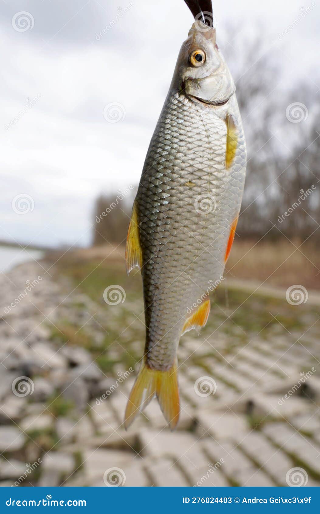 Fish on a Hook and Fishing Line Stock Image - Image of flow, nature ...