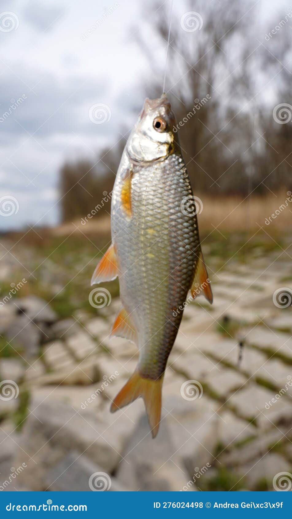 Fish on a Hook and Fishing Line Stock Photo - Image of wildlife, lake ...