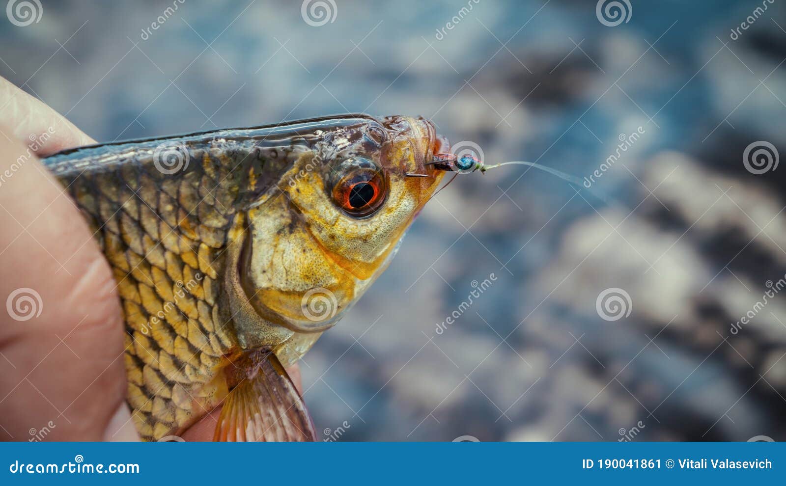 Fish on the Hook. Fly Fishing Stock Image - Image of lake, peace: 190041861