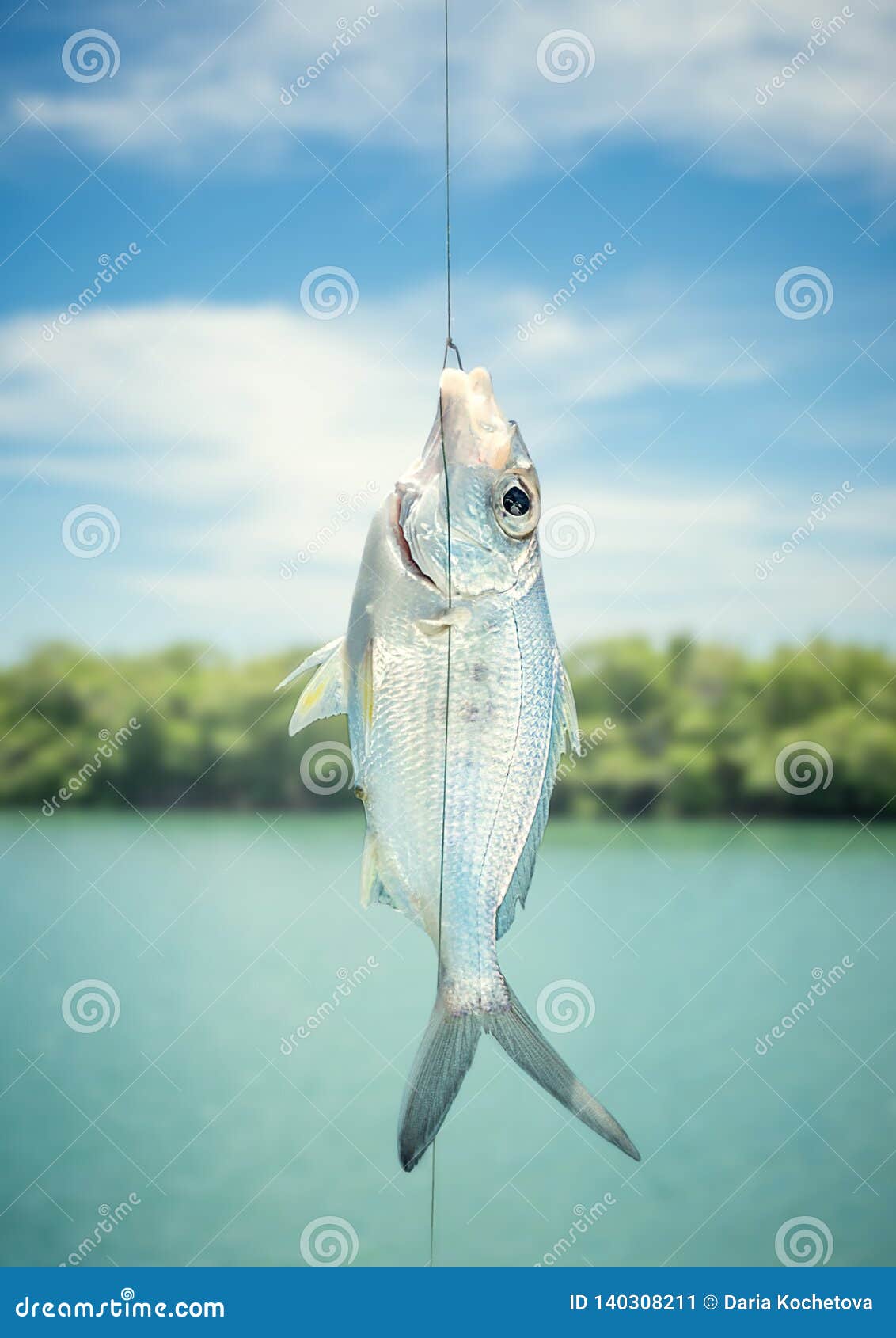 Fish on the hook stock image. Image of lure, fish, hobby - 140308211
