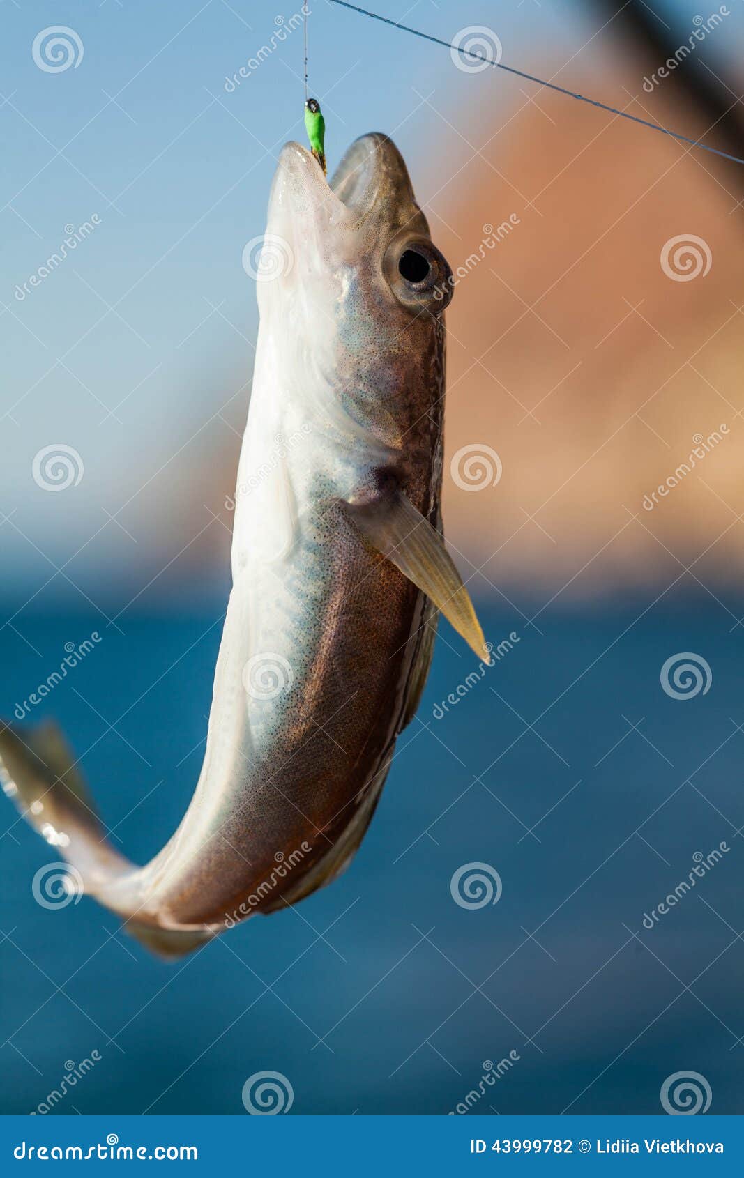 Fish on a hook stock photo. Image of fish, outdoors, water - 43999782