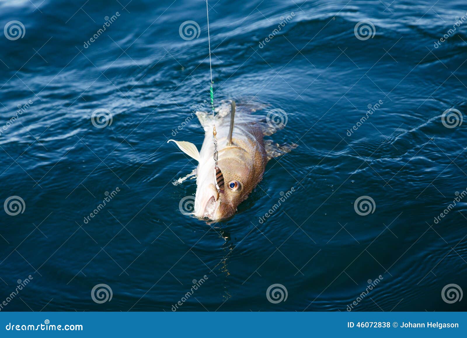 Fish on hook stock photo. Image of deep, hooked, codfish - 46072838