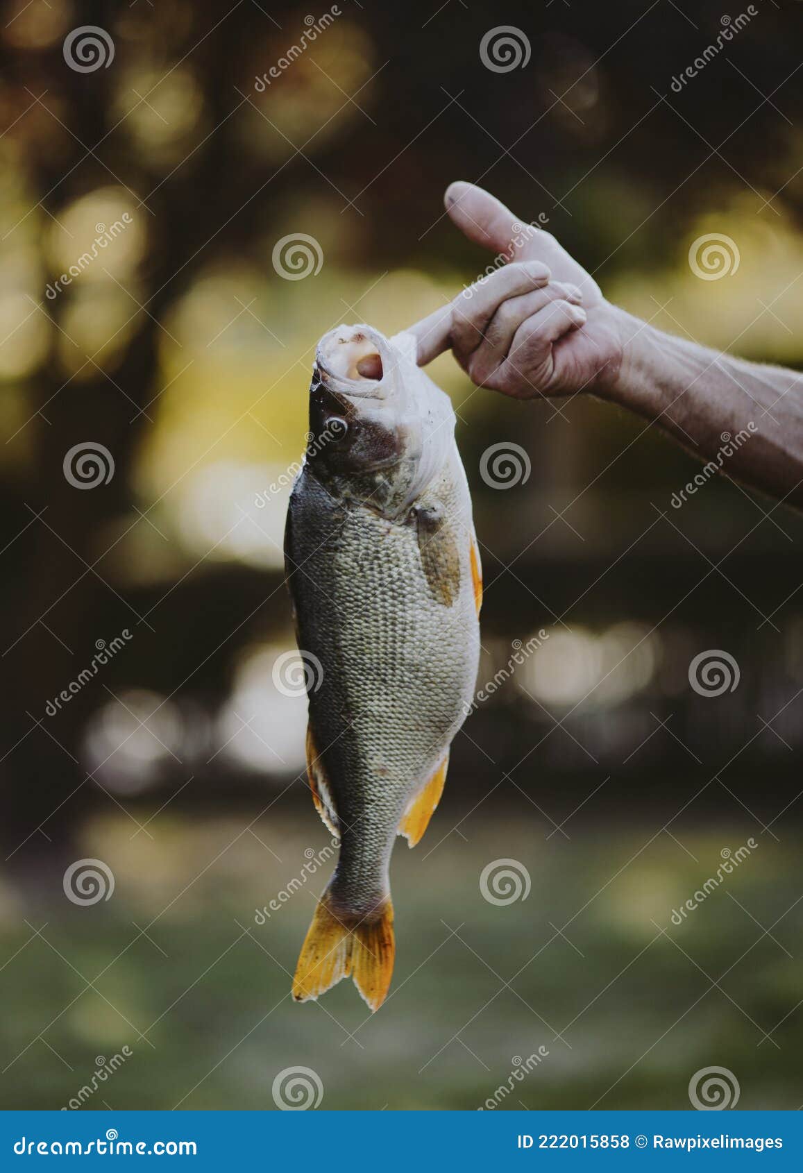 Fish hooked on a finger stock photo. Image of bait, dinner - 222015858
