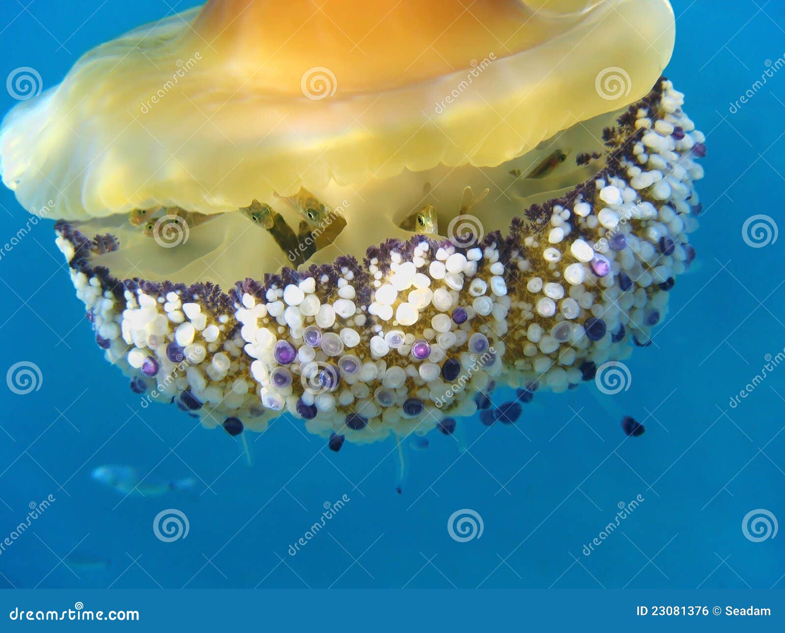 Fish house stock photo. Image of underwater, jellyfish - 23081376