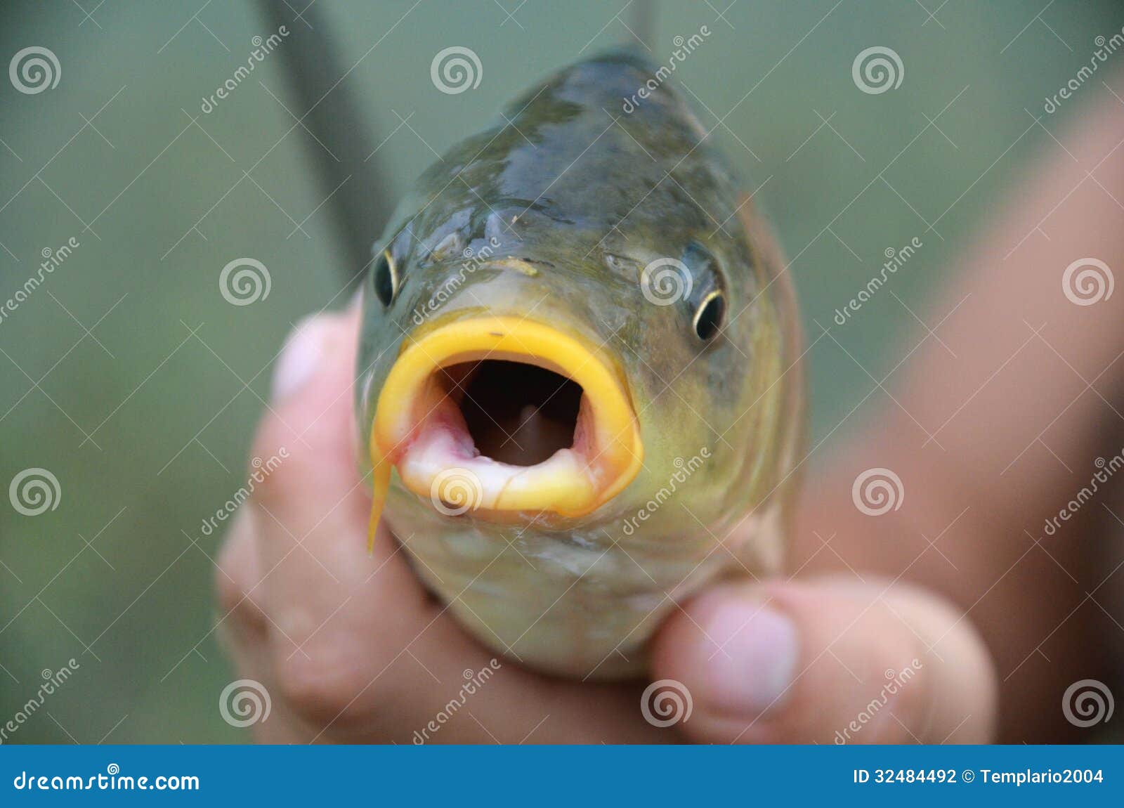 Fish in human hands stock photo. Image of mouth, open - 32484492
