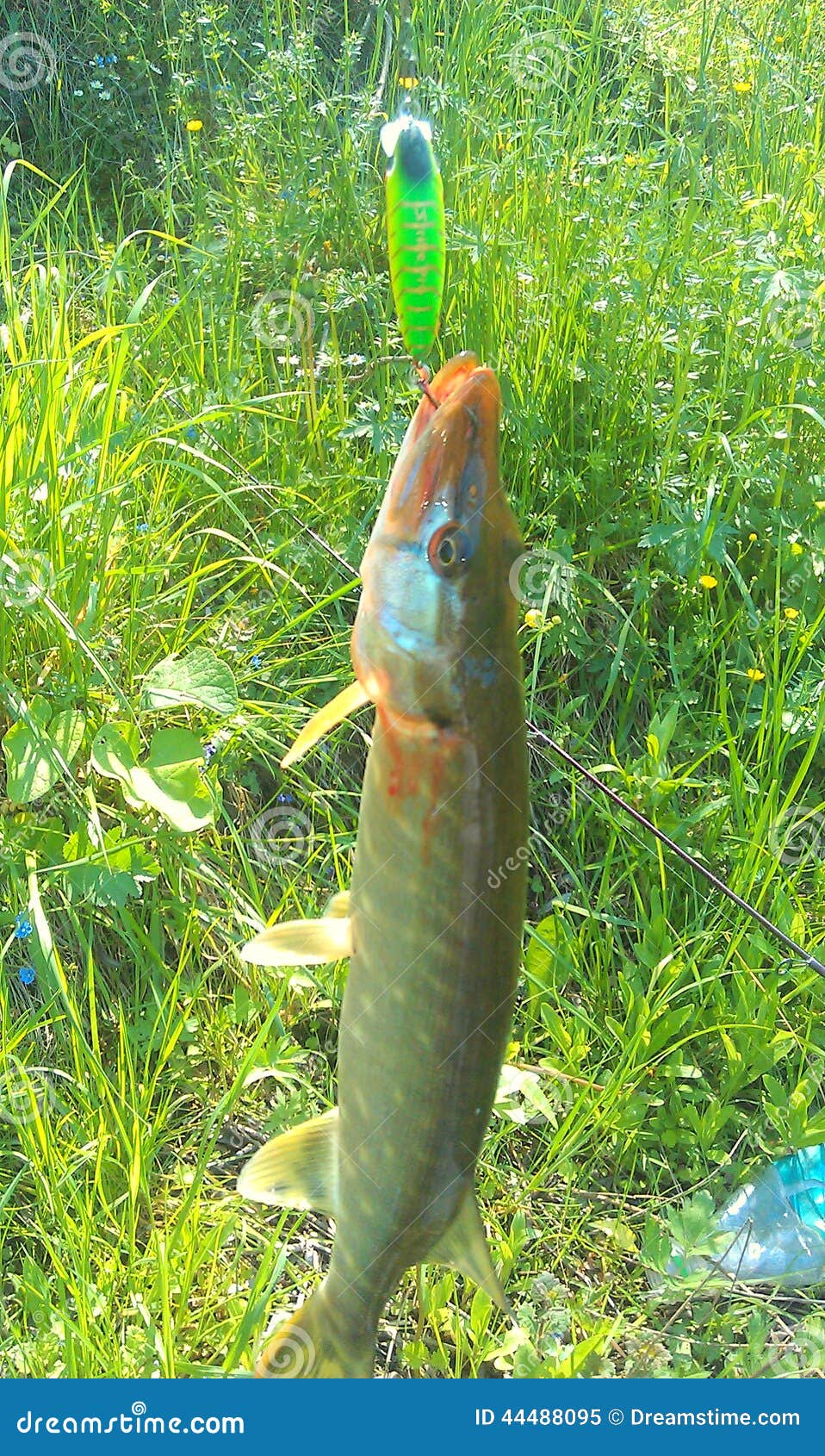 Fish hunter stock image. Image of fish, strike, fishtime - 44488095