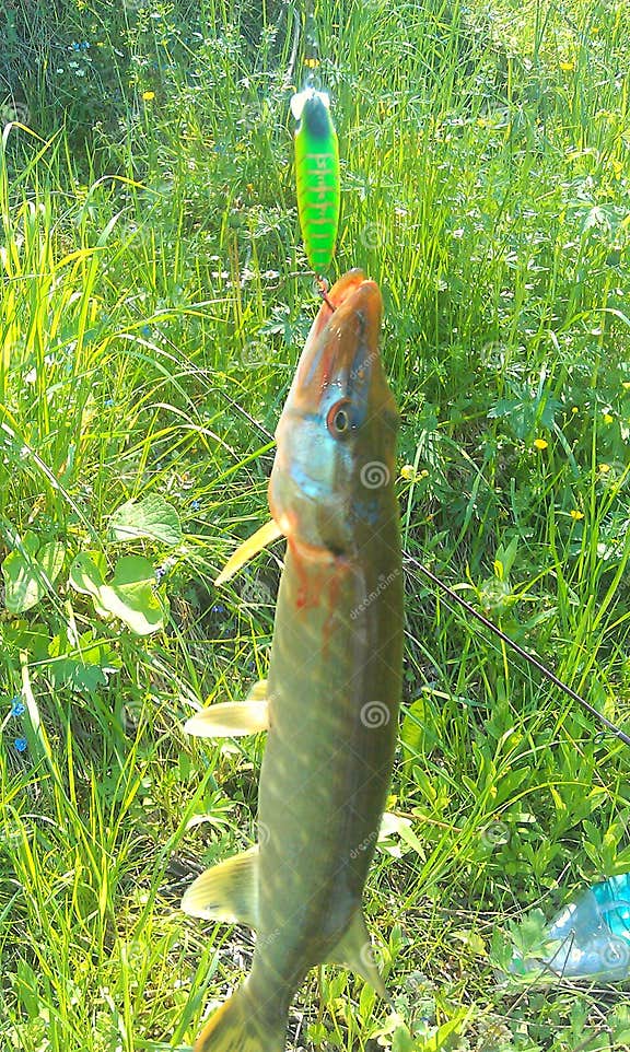 Fish hunter stock image. Image of fish, strike, fishtime - 44488095