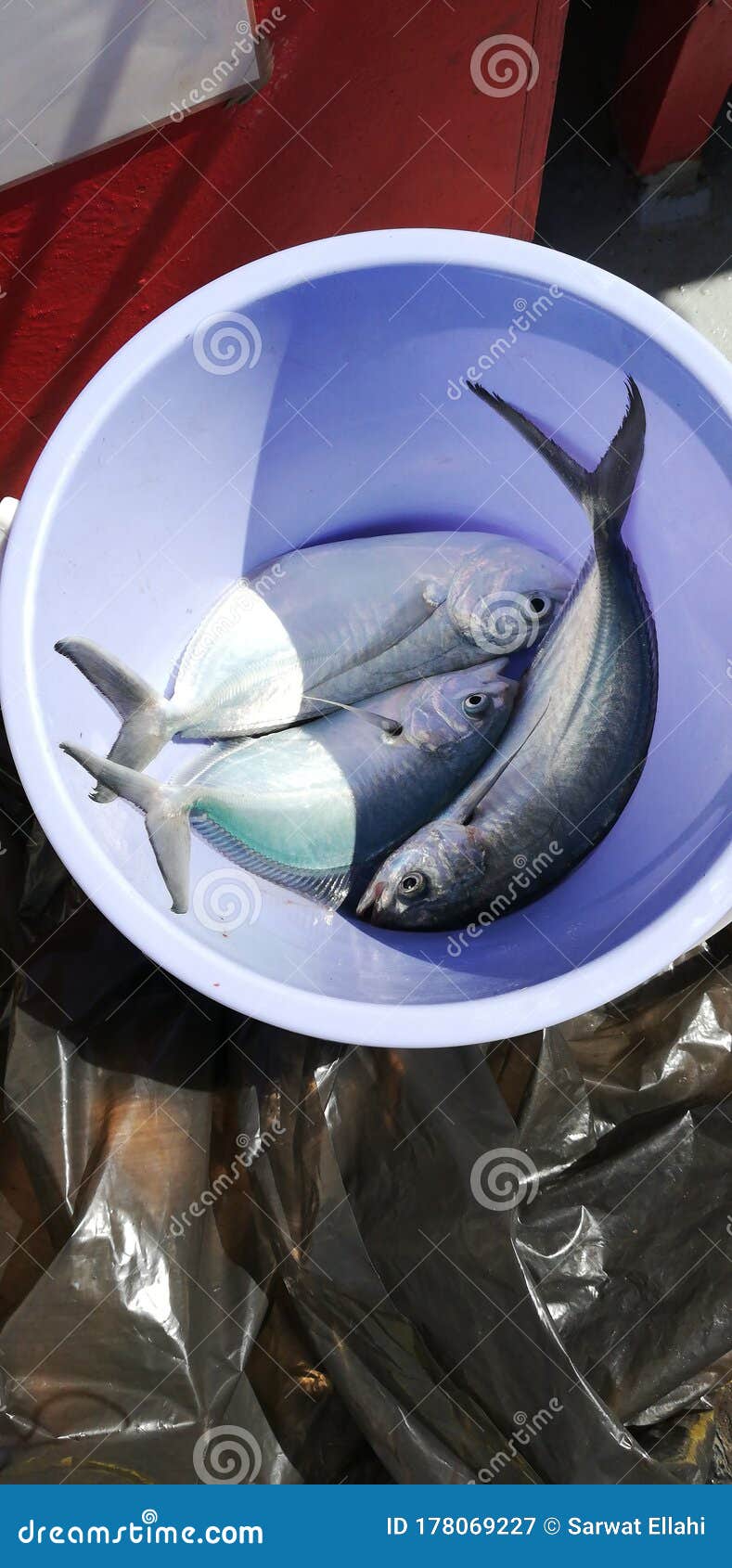 Fish hunting on beach stock image. Image of beach, nature - 178069227