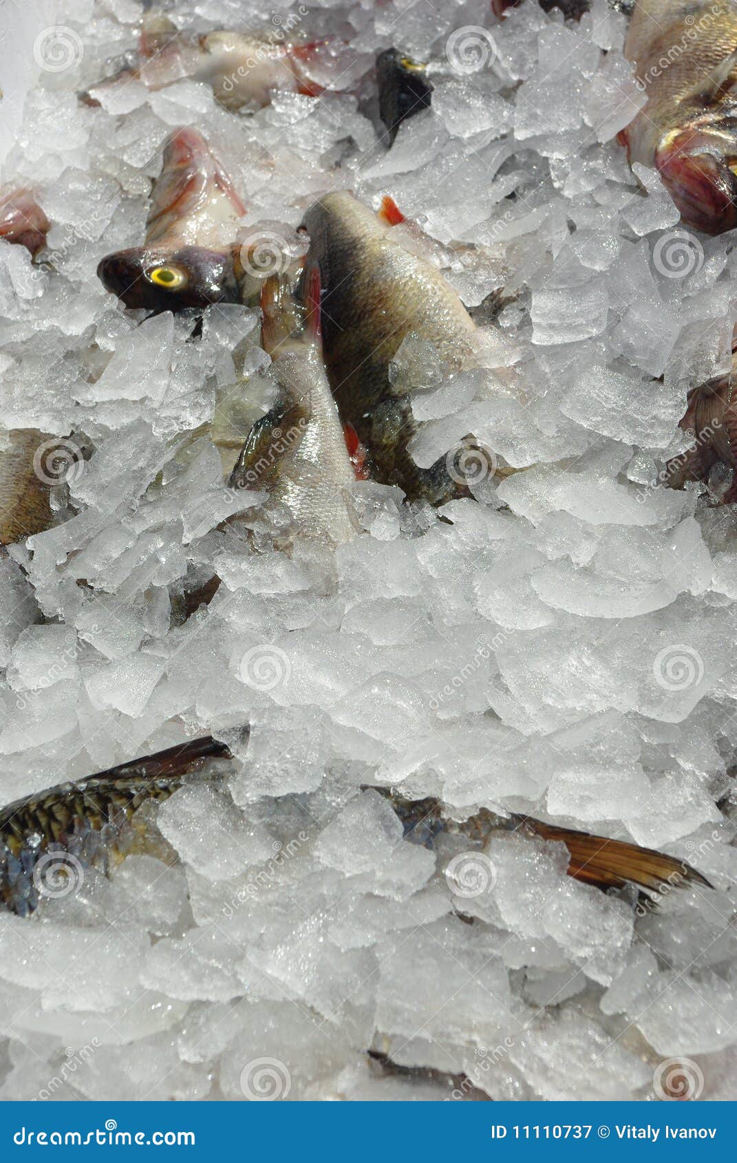 Fish in ice stock image. Image of prepared, fish, market - 11110737