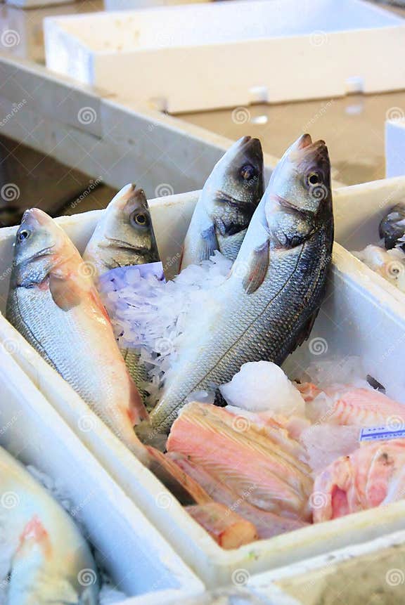 Fish on ice stock image. Image of fishery, frozen, freshness - 12691785