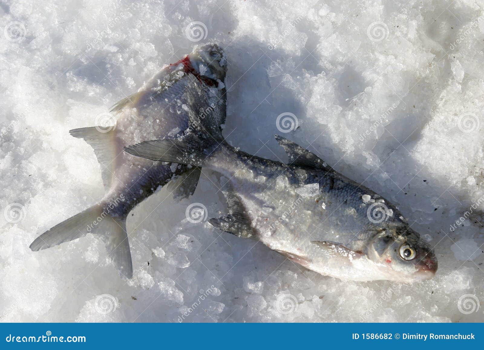 Fish on ice stock photo. Image of fishy, worm, winter - 1586682