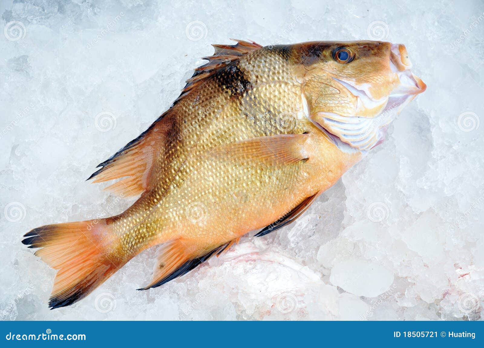 Fish in ice stock image. Image of gusto, fresh, slippery - 18505721