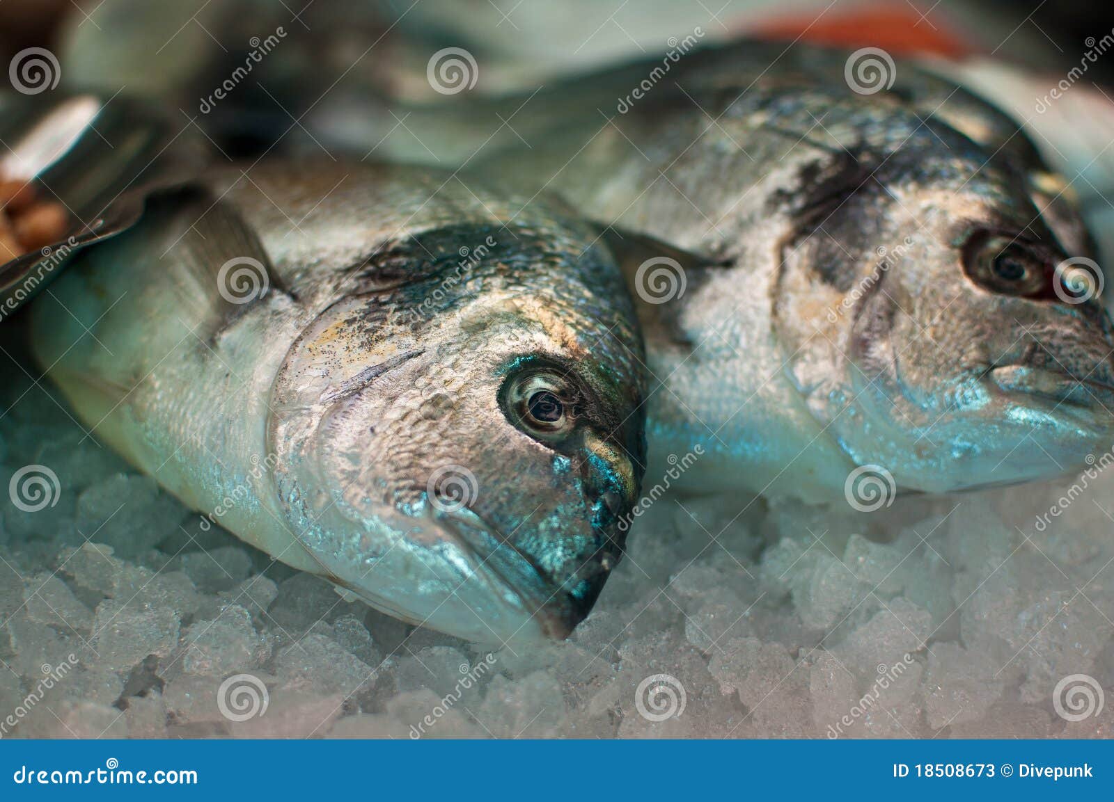 Fish on ice stock image. Image of tasty, gourmet, white - 18508673