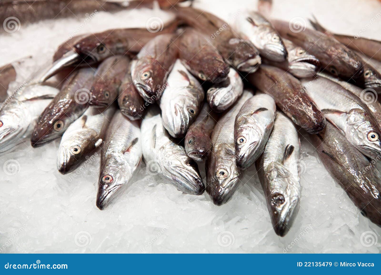 Fish on ice stock image. Image of health, animal, ocean - 22135479