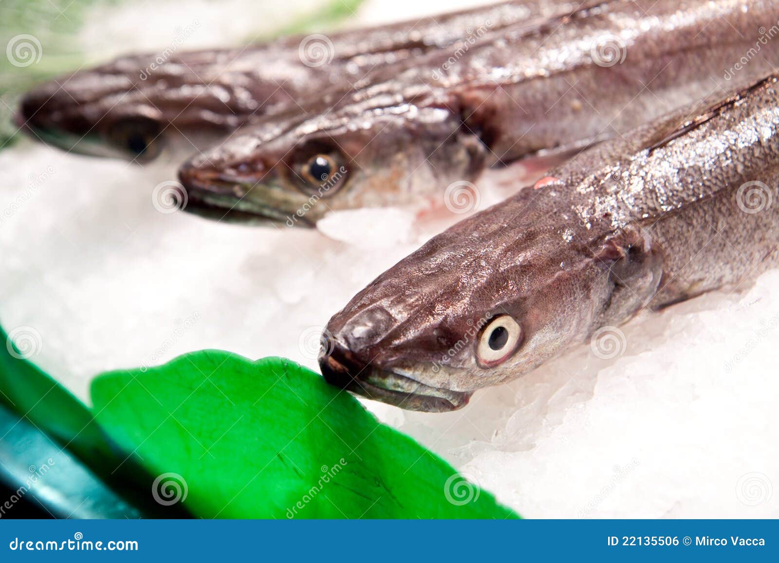 Fish on ice stock photo. Image of food, cold, healthy - 22135506