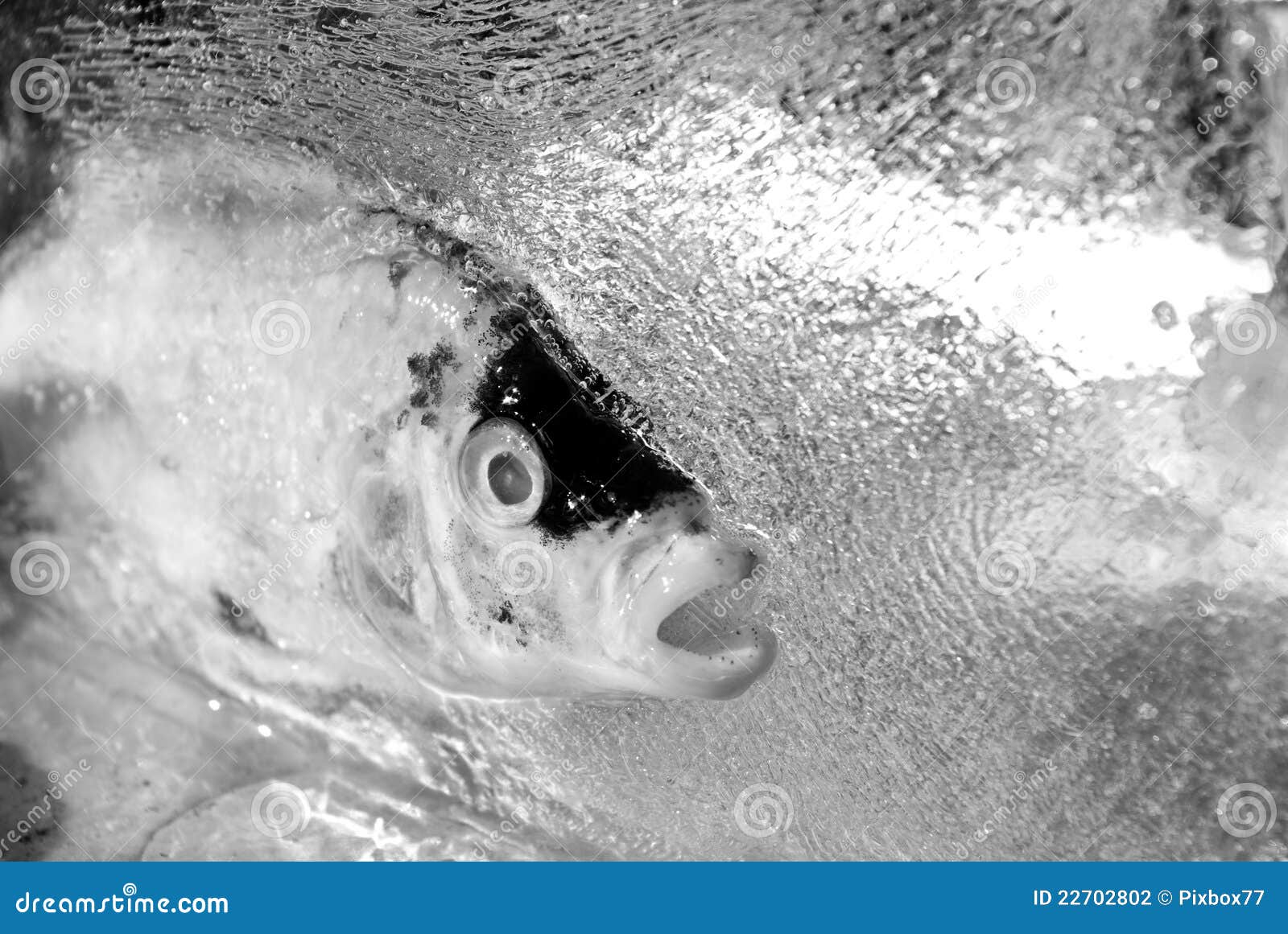 Fish in ice stock photo. Image of prepare, water, cold - 22702802