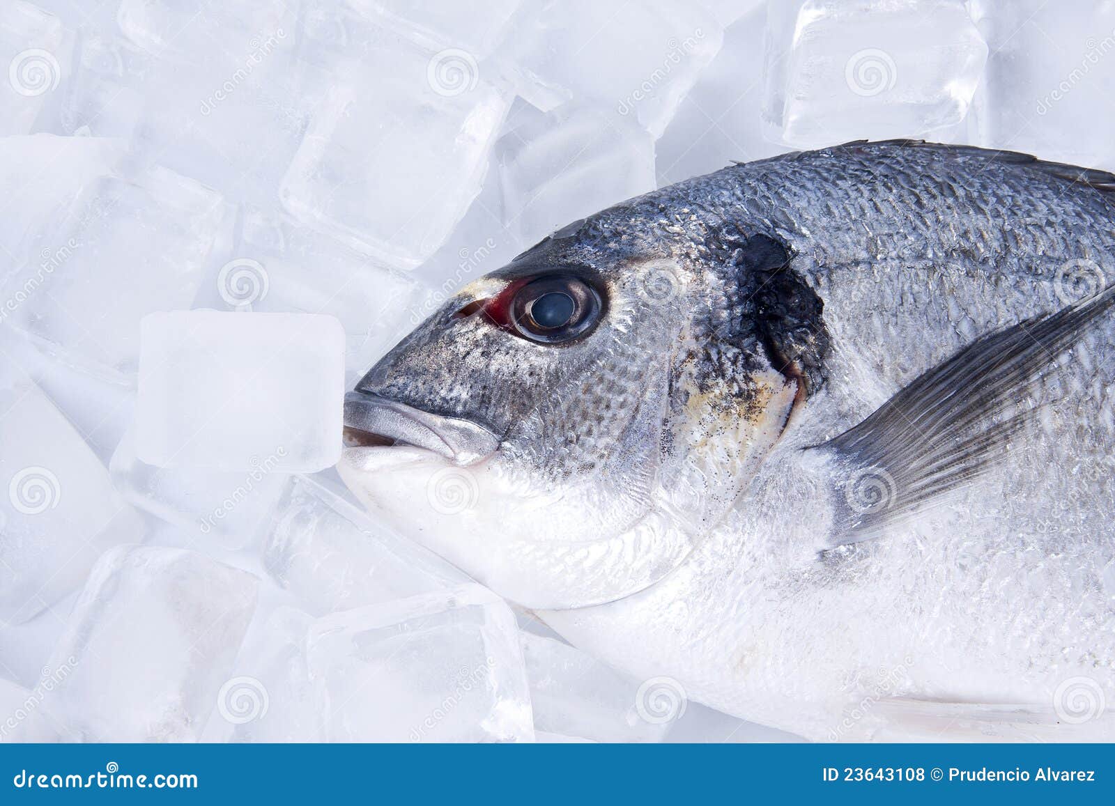 Fish with ice stock photo. Image of cart, protein, sardines - 23643108