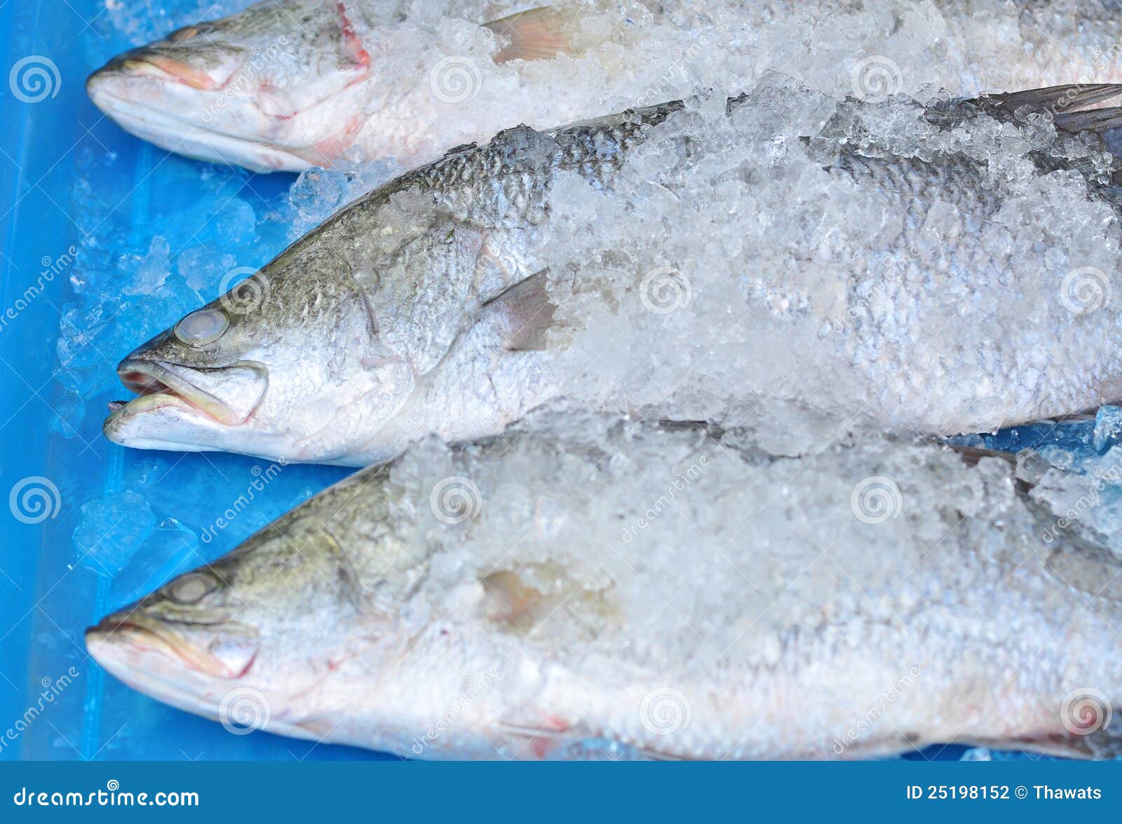 Fish in the ice stock photo. Image of food, fresh, freshness - 25198152