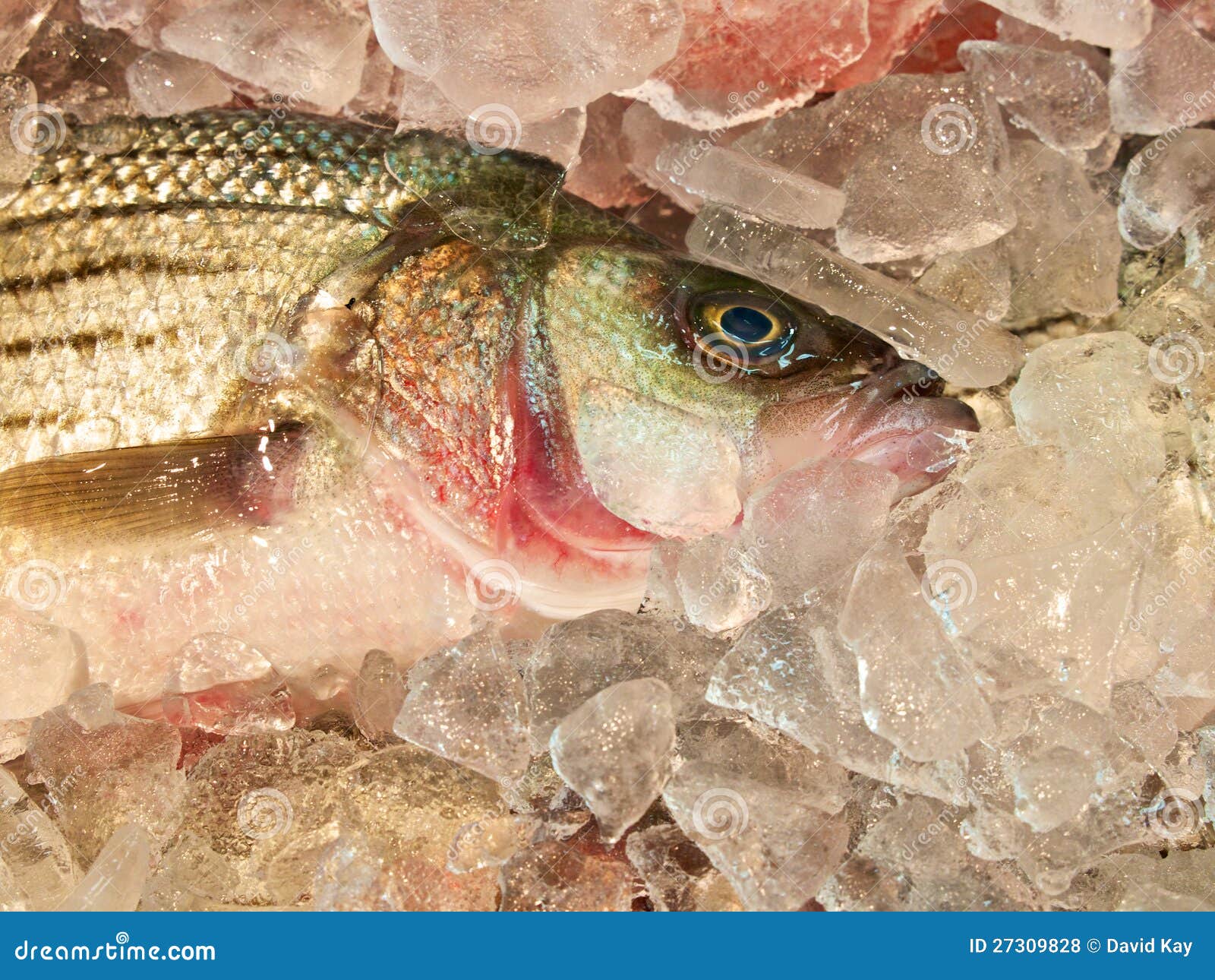Fish on Ice stock photo. Image of food, fishing, meal - 27309828