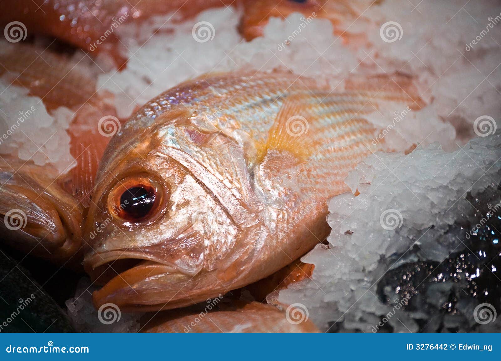 Fish on ice stock photo. Image of fish, marine, seafood - 3276442