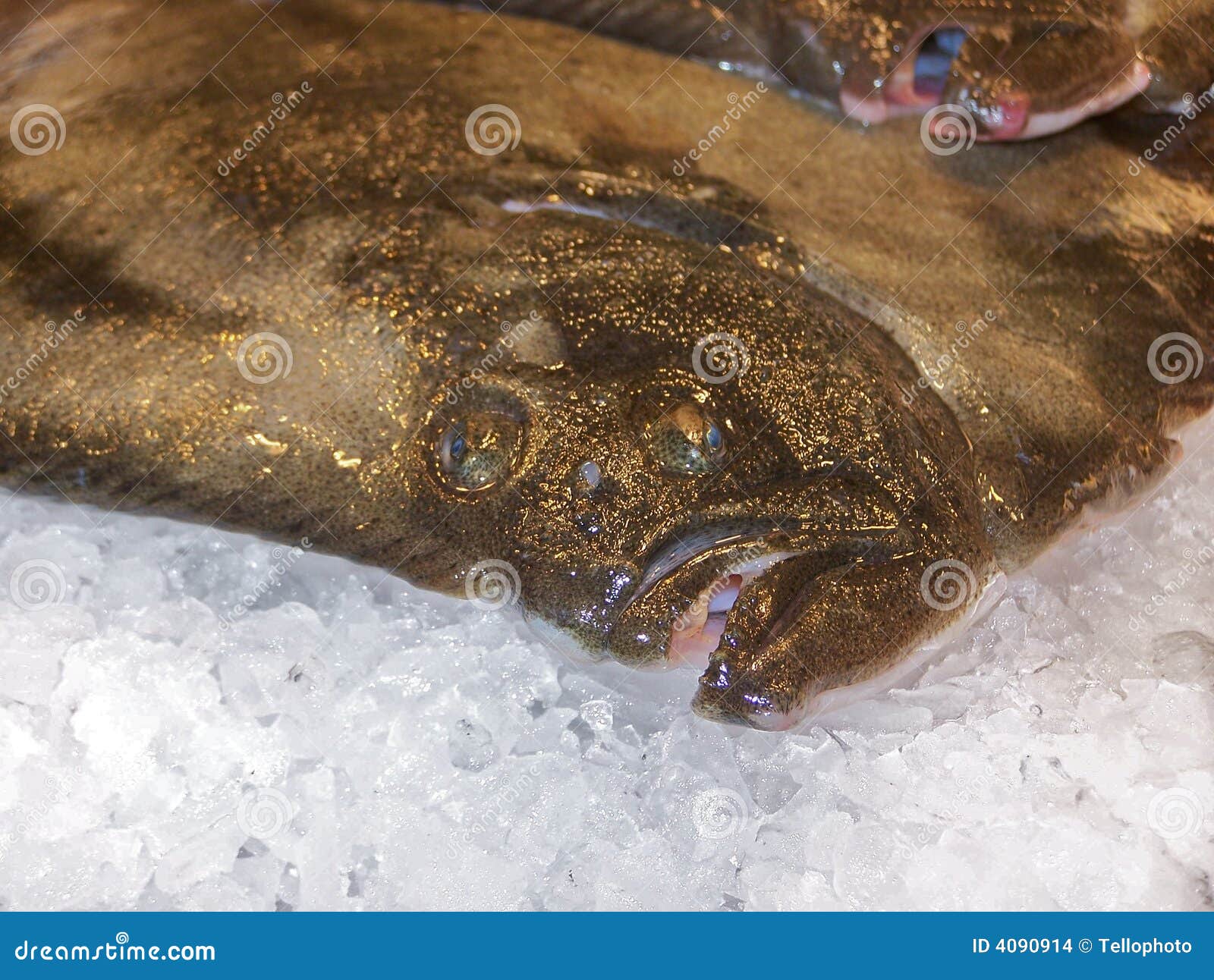 Fish on ice stock photo. Image of ingredient, grocery - 4090914