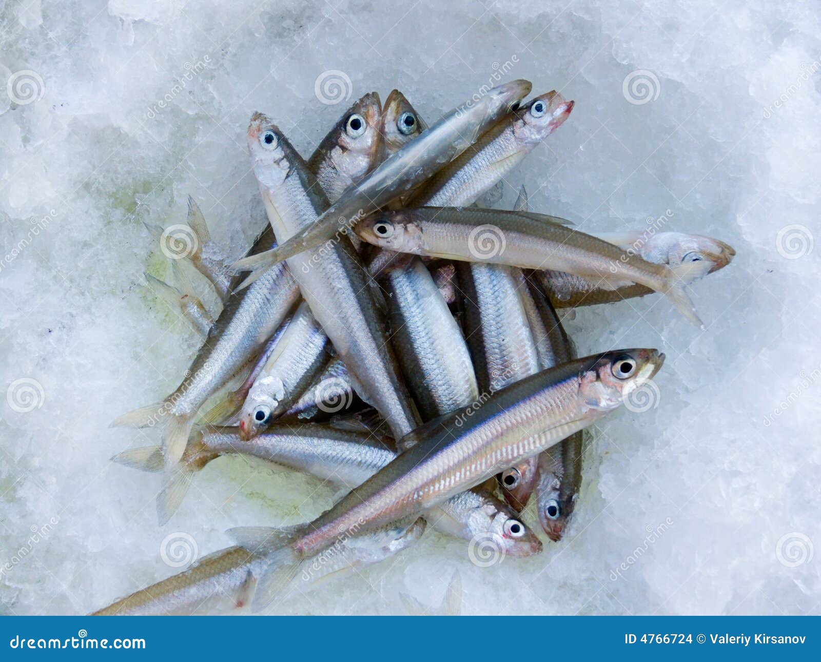 Fish on Ice stock photo. Image of freshness, fishing, scaly - 4766724