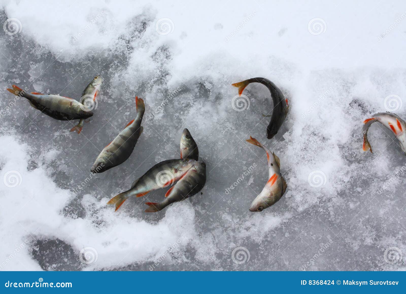 Fish on ice stock photo. Image of outdoors, quiet, fishing - 8368424