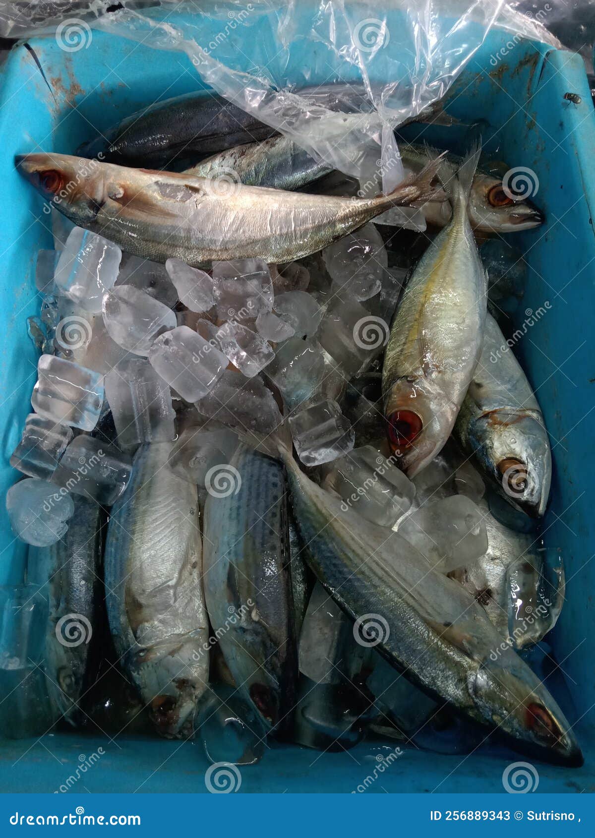 Fish on Ice. Container of Iced Whole Fish Stock Image - Image of iced ...