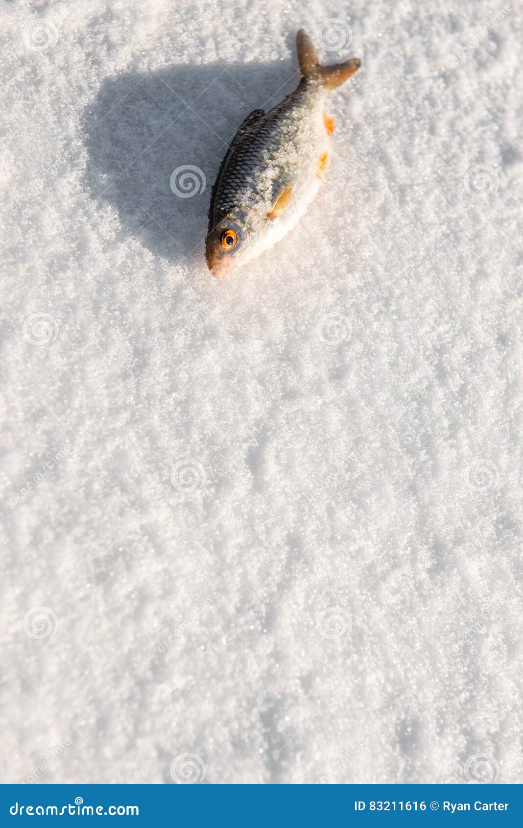 Fish on ice stock photo. Image of market, cooking, cold - 83211616