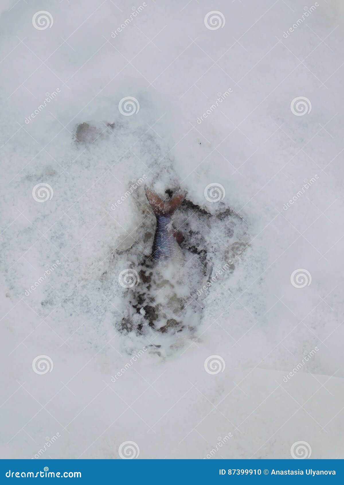 Fish in ice. stock photo. Image of carp, water, snow - 87399910