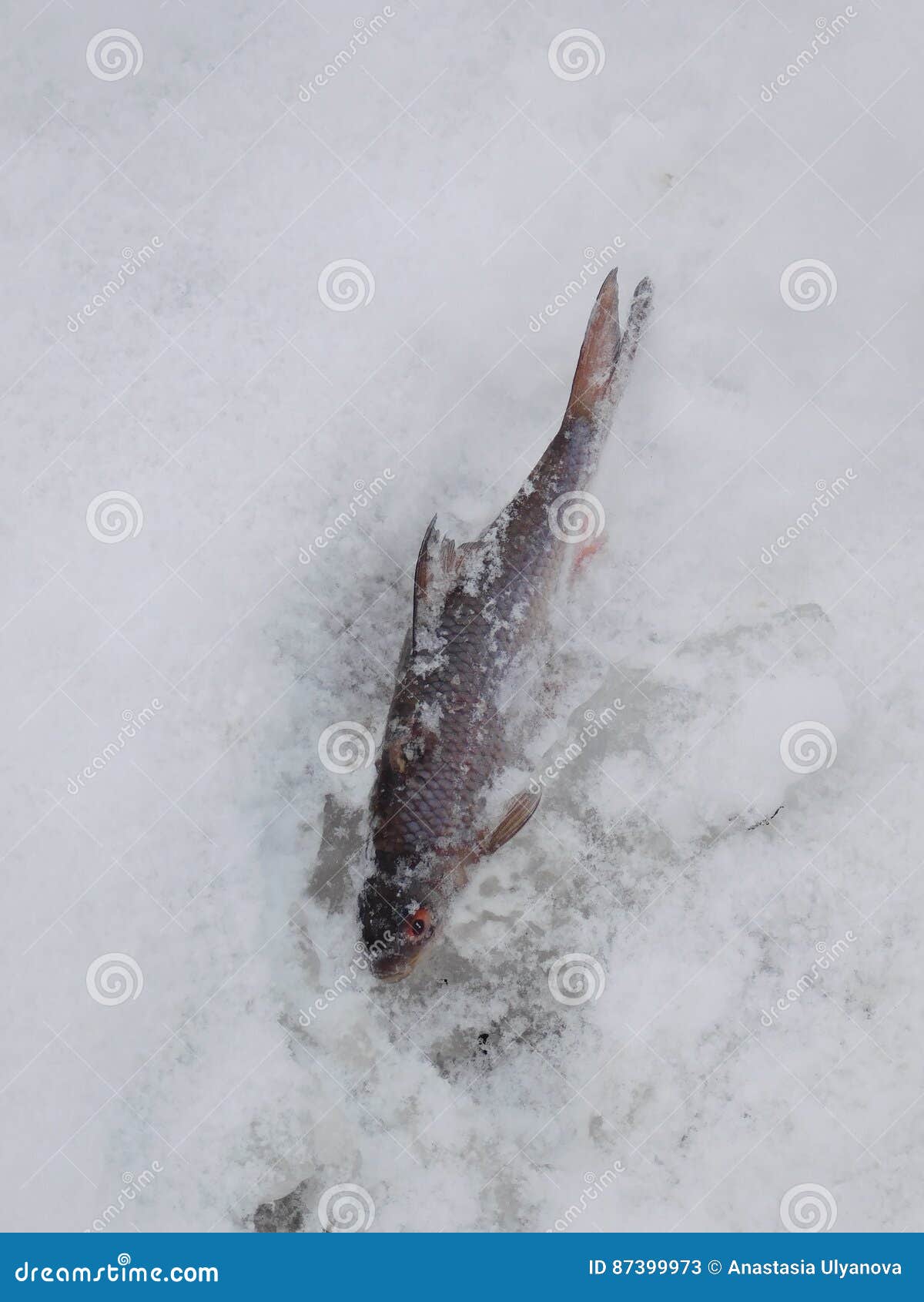 Fish in ice. stock image. Image of frozen, hole, water - 87399973