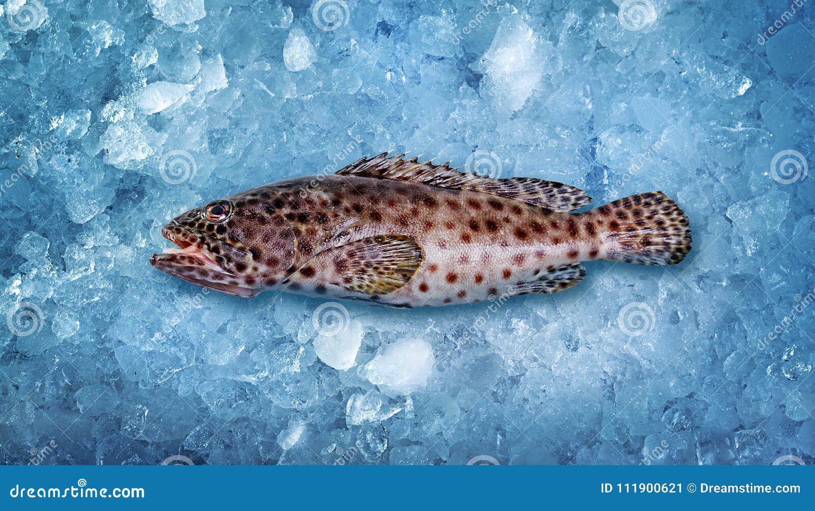 Fish on ice stock image. Image of background, closeup - 111900621
