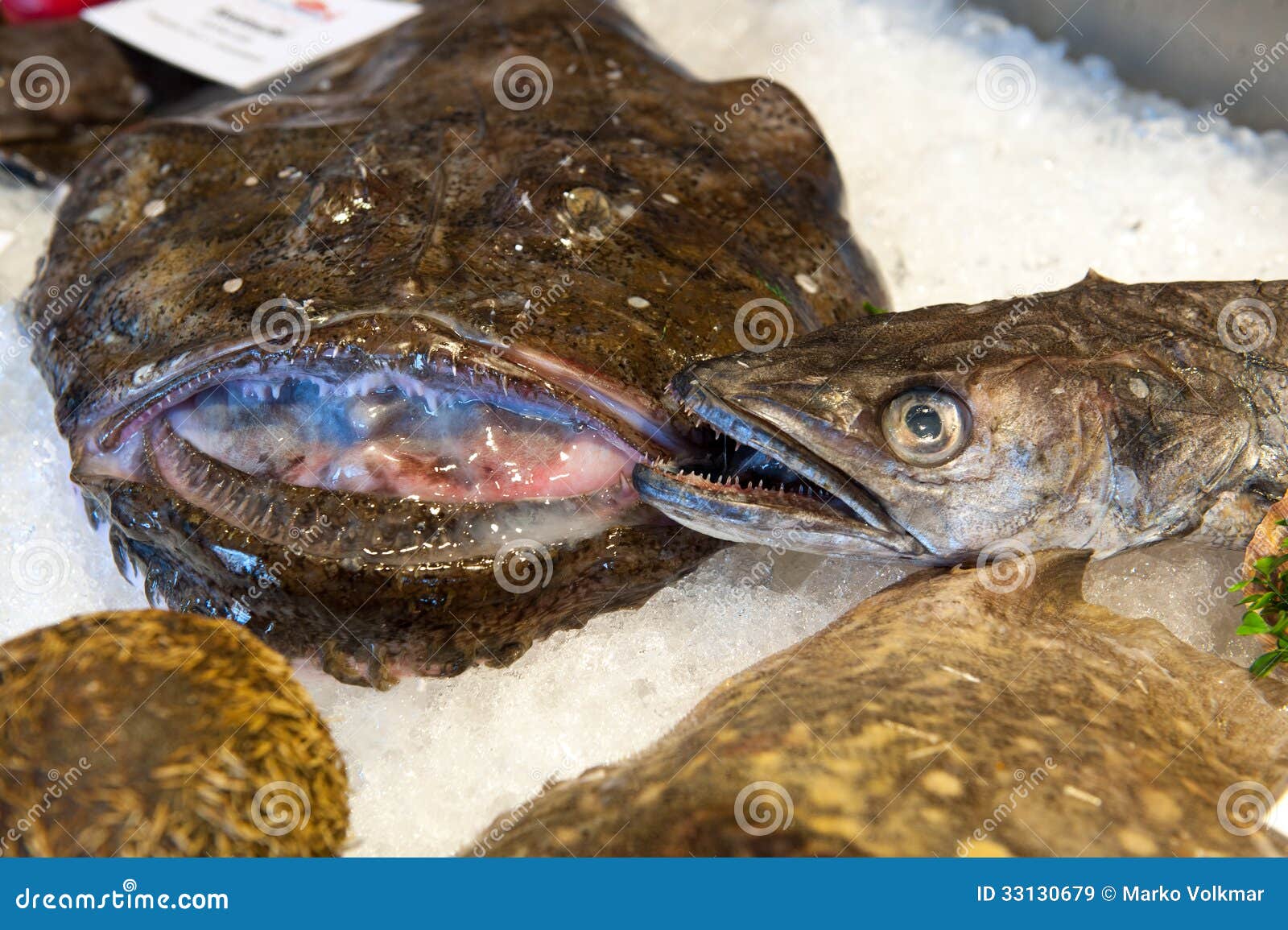 Fish on ice stock image. Image of cooling, dish, seafood - 33130679