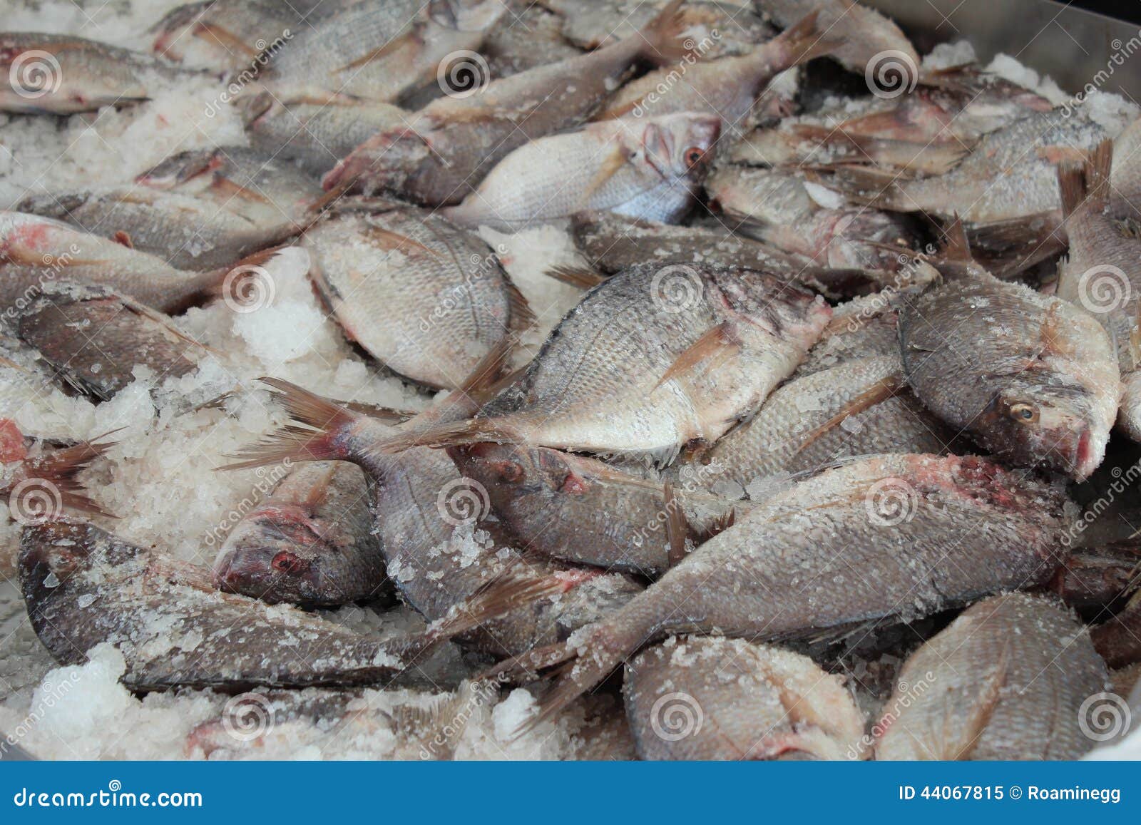 Fish on ice stock image. Image of fresh, seafood, outside - 44067815