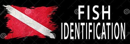 Fish Identification, Diver Down Flag, Scuba Flag Stock Illustration ...
