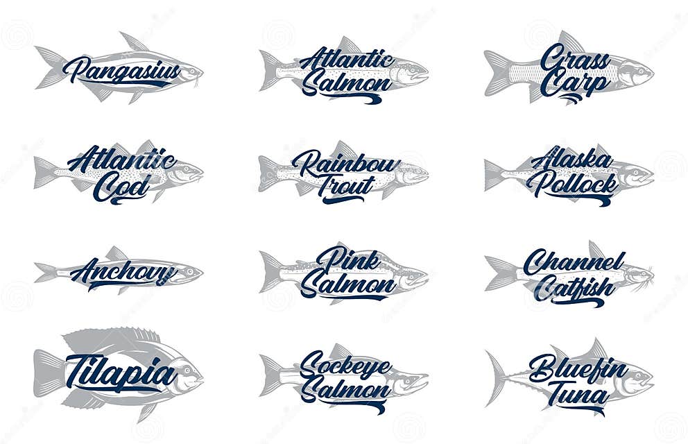 Fish Illustartion Collection, Fish Label Templates Stock Vector ...