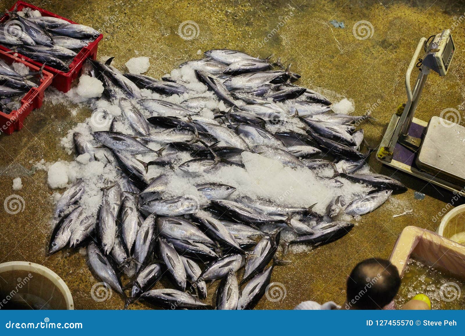 Fish Import Market in Singapore Editorial Image - Image of fish, health ...
