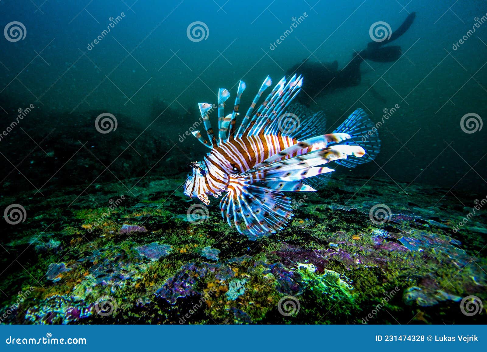 Fish in the Indian Ocean by the Sri Lanka Coast Stock Photo - Image of ...