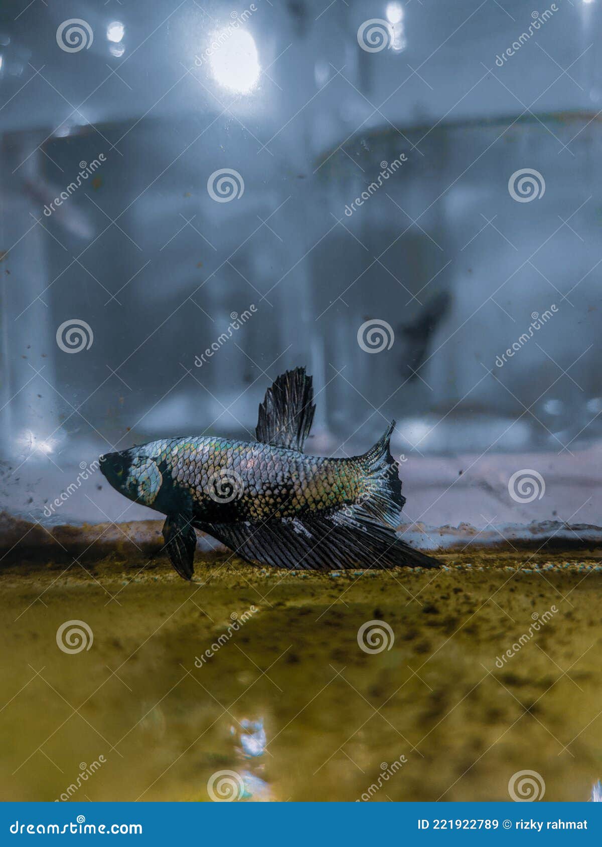 Fish from Indonesian Cupang Slayer Bagan Stock Image - Image of fish ...