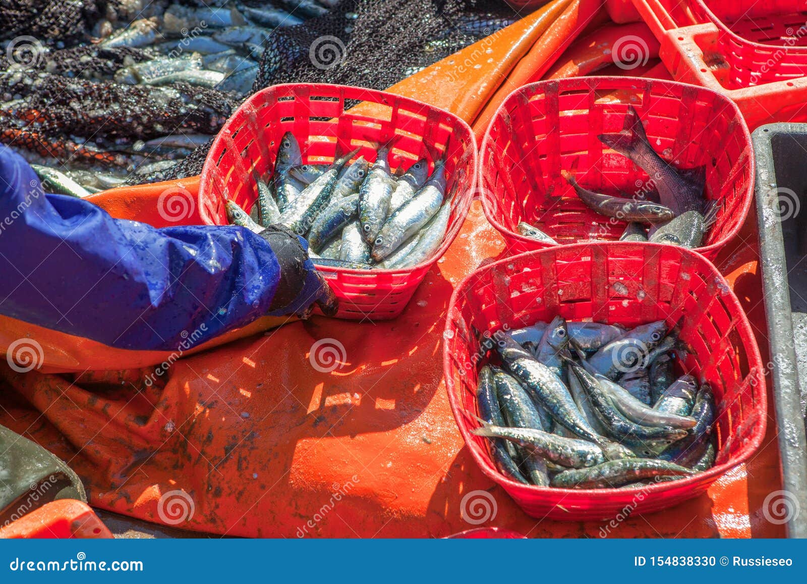 Fish industry stock photo. Image of animal, worker, workers - 154838330