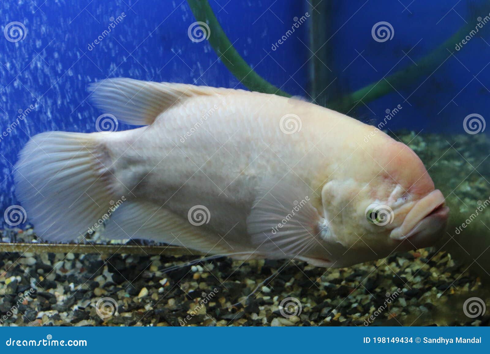 Fish inside an aquarium stock photo. Image of mouth - 198149434